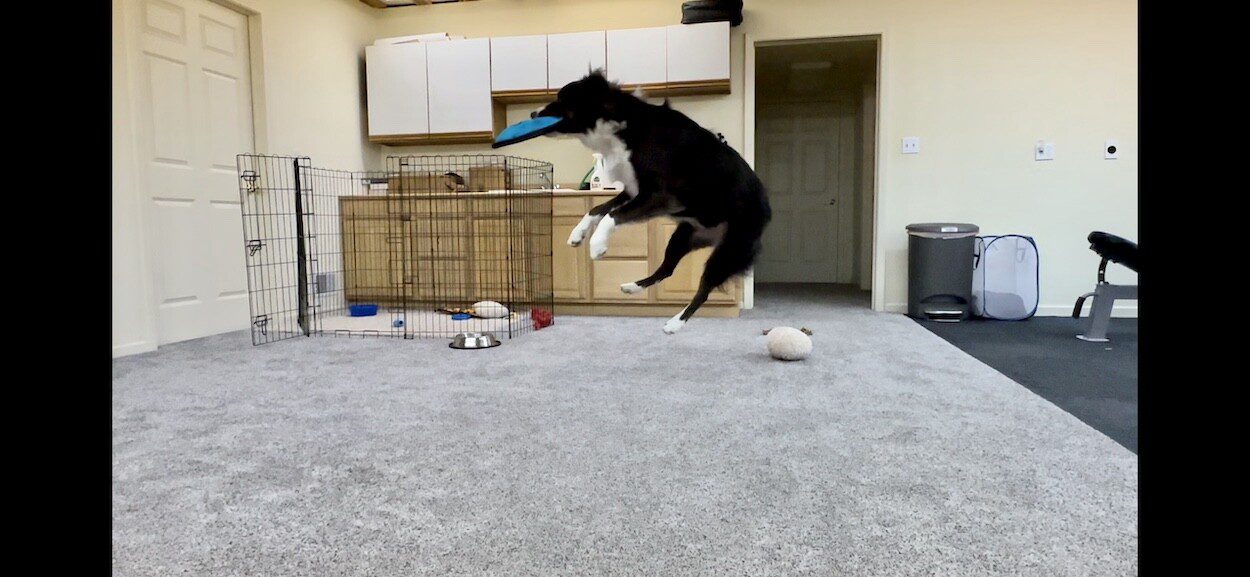 How to Get a Still Photo from a Video on iPhone | GeeksChalk