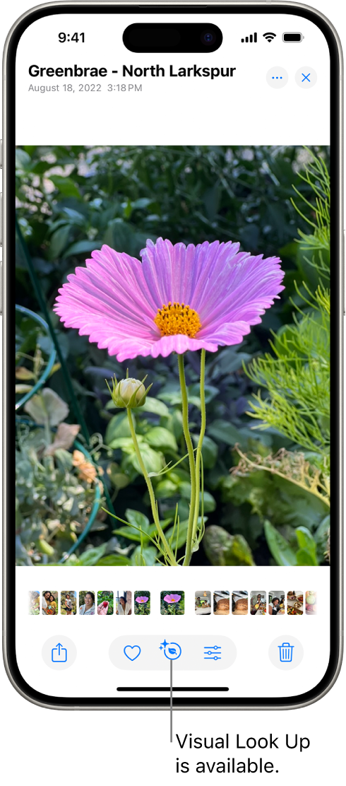 How to Fix Visual Lookup Not Working in Photos App on iPhone | GeeksChalk
